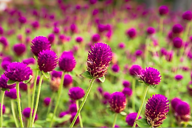 Origen y Significado de Amaranta - Nombres Para Niña